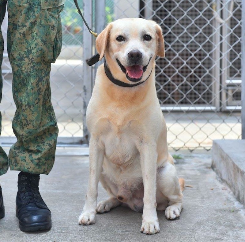 Retired SAF military dogs are looking for loving new owners to bring ...