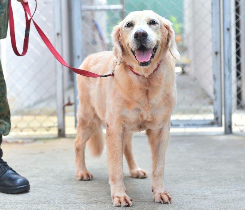 Retired SAF military dogs are looking for loving new owners to bring ...