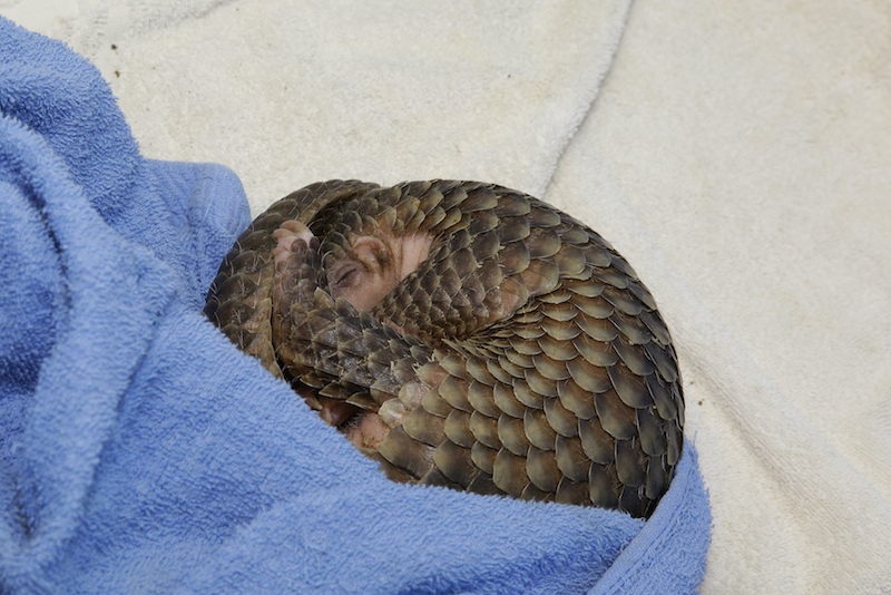Abandoned baby pangolin successfully cared for and hand-raised at the ...