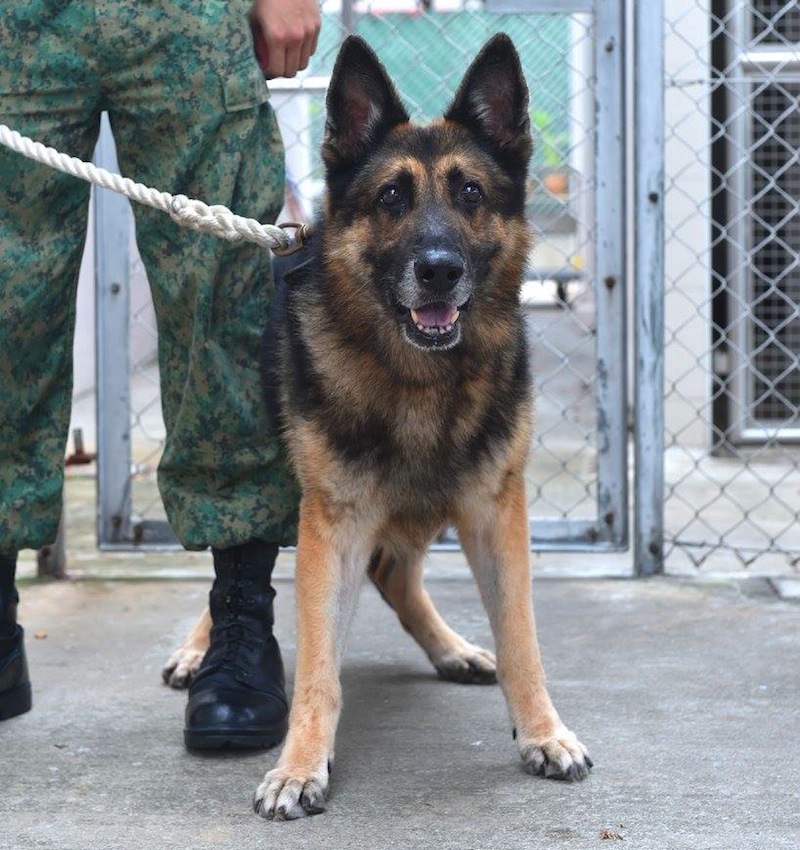 Retired SAF military dogs are looking for loving new owners to bring ...