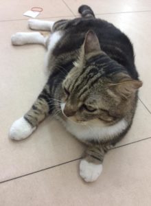 Meow Mafia: Photos that prove cats have taken over 7-Eleven (PHOTOS)