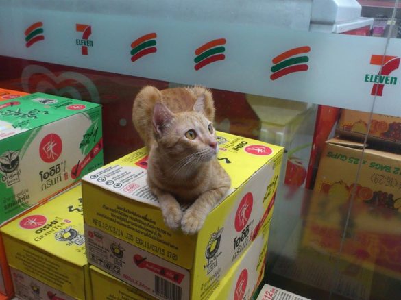 Meow Mafia: Photos that prove cats have taken over 7-Eleven (PHOTOS)