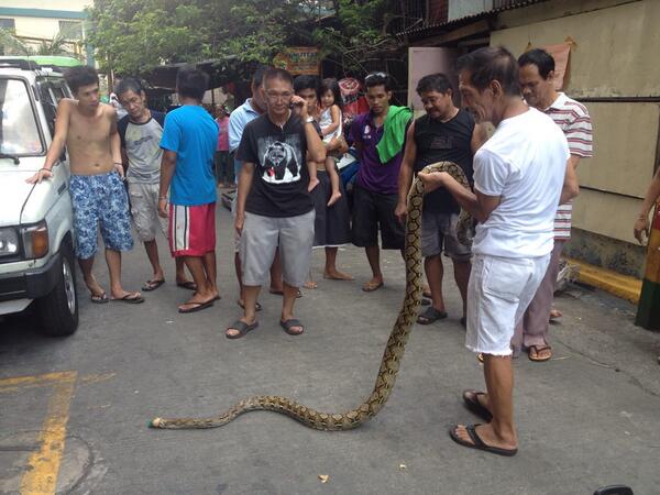 3-meter snake caught crossing the street | Coconuts