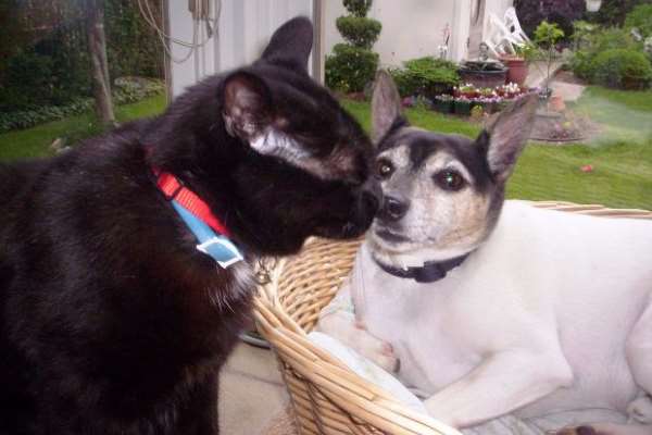 Taguig Veterinary Office offers free spaying, neutering of cats, dogs ...