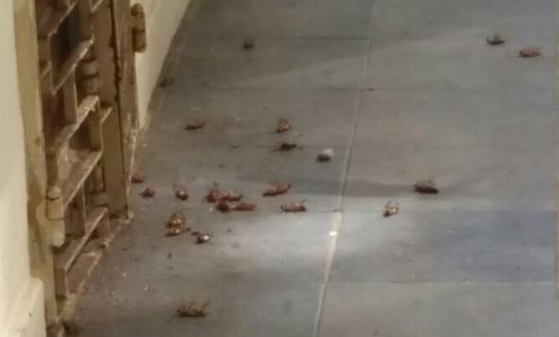 Stench from Toa Payoh hoarder flat continues to plague neighbours even ...