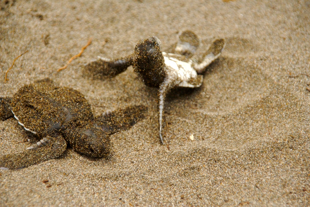 Oil spill off Pedra Branca may put Bintan sea turtles at risk | Coconuts