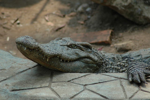 Buleleng, North Bali on croc alert | Coconuts