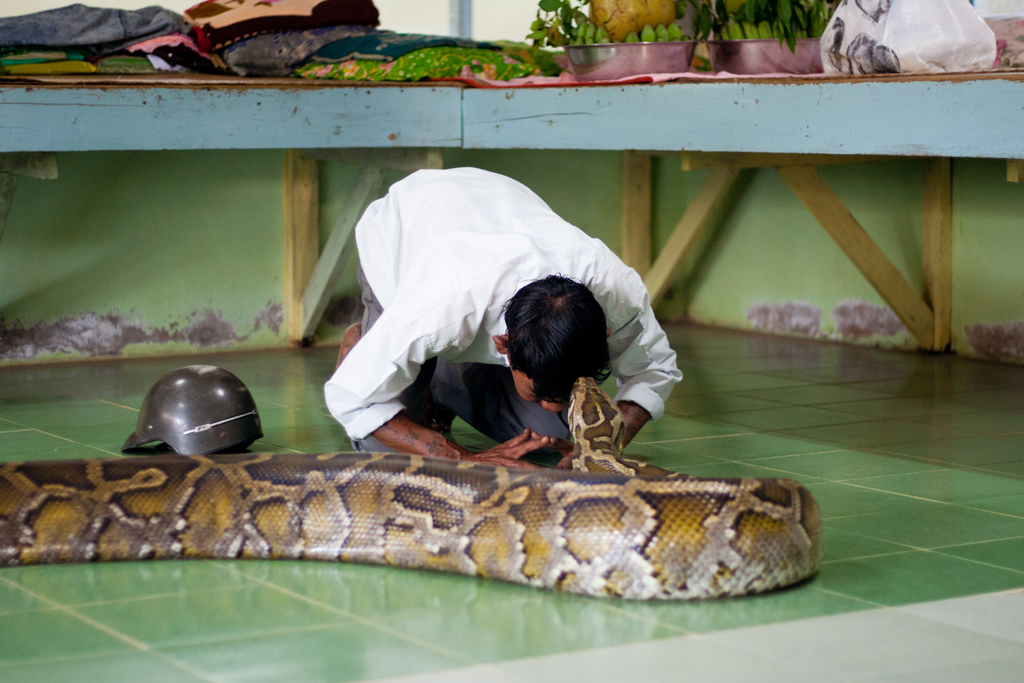 Snakes killed 435 people in Myanmar last year | Coconuts