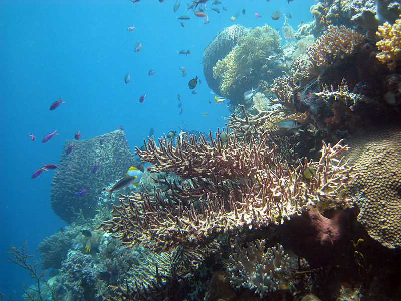 Indonesian artist prepares another underwater reef-to-be | Coconuts