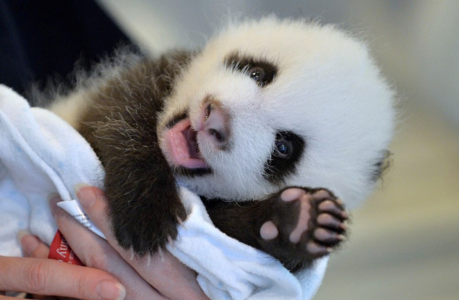 Name Malaysia's bouncing baby panda and win a Myvi | Coconuts