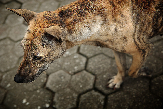 Bali dog culling alerts shift from Kuta to Ubud | Coconuts