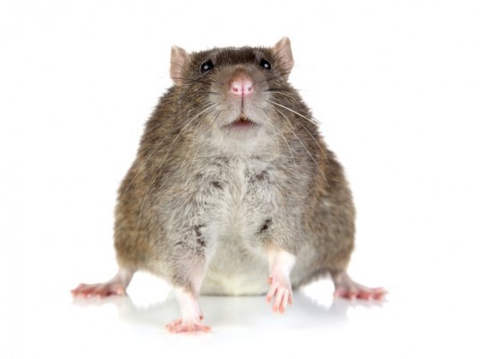 Vice Governor Djarot: Jakarta City Hall has rats as big as cats | Coconuts