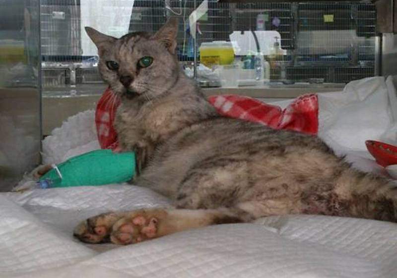 Finally Arrested: 40-year-old male suspect behind series of horrific ...