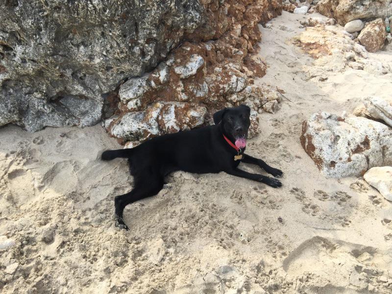 Happy Reunion: Coco the Bali dog returns home safely | Coconuts