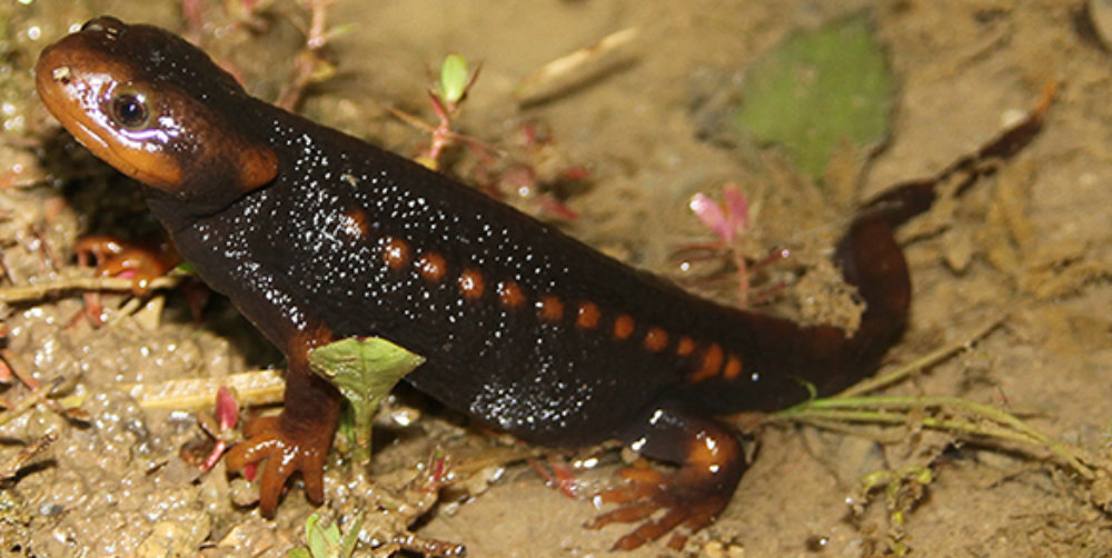 Cute newt discovered in Myanmar's Shan State | Coconuts
