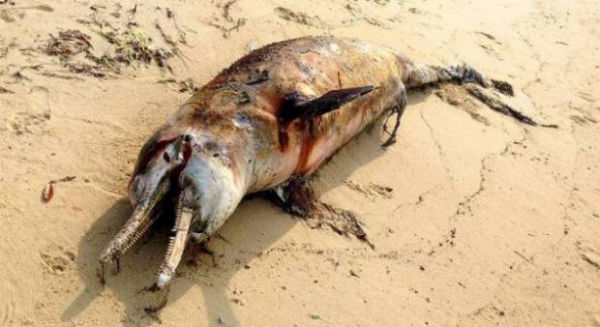 Dolphin carcass found on East Coast Beach | Coconuts