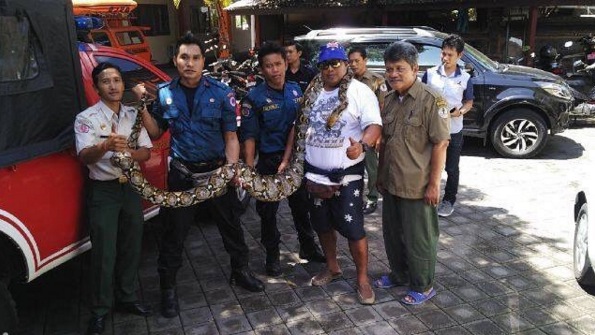 OMG! 4-meter python falls from office ceiling in Denpasar, Bali | Coconuts