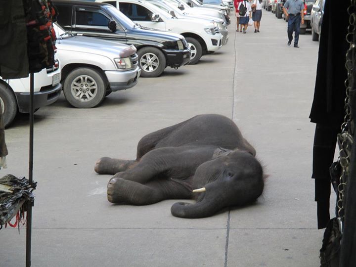 Fatigued elephant collapses on street (VIDEO) | Coconuts