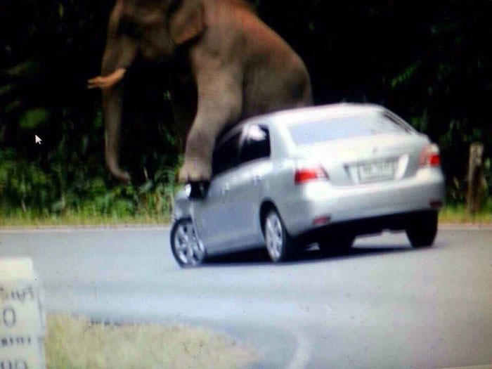 Horny elephant defeats Toyota Vios in stomping competition | Coconuts