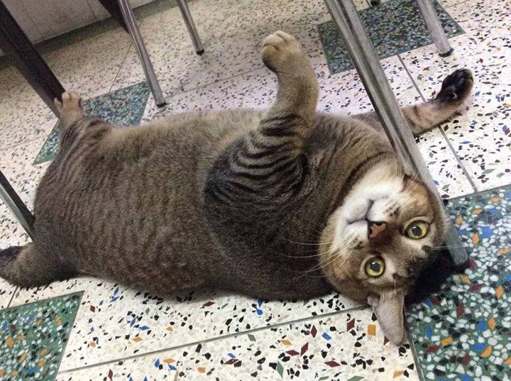 Myanmar's favorite fat cat is now a video star | Coconuts
