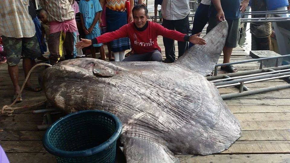 Rare ‘Sunfish’ dies in fishing net