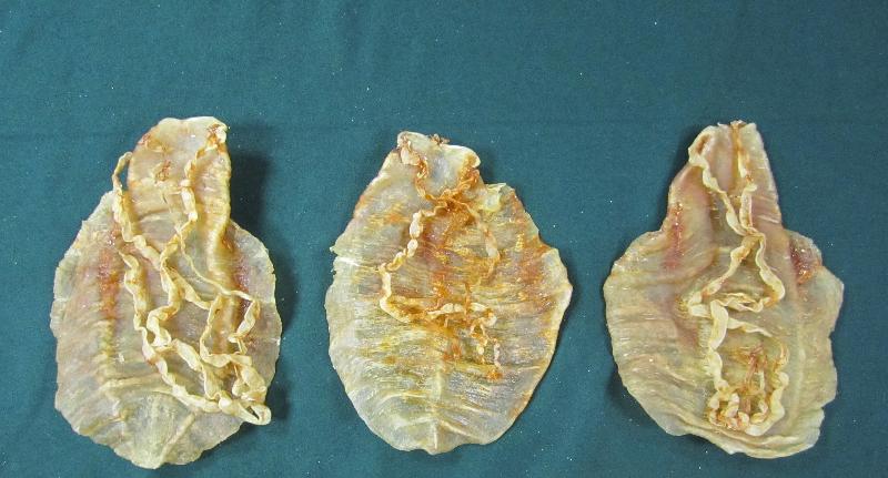 Fish bladder breakfast? Hong Kong Customs find endangered species ...