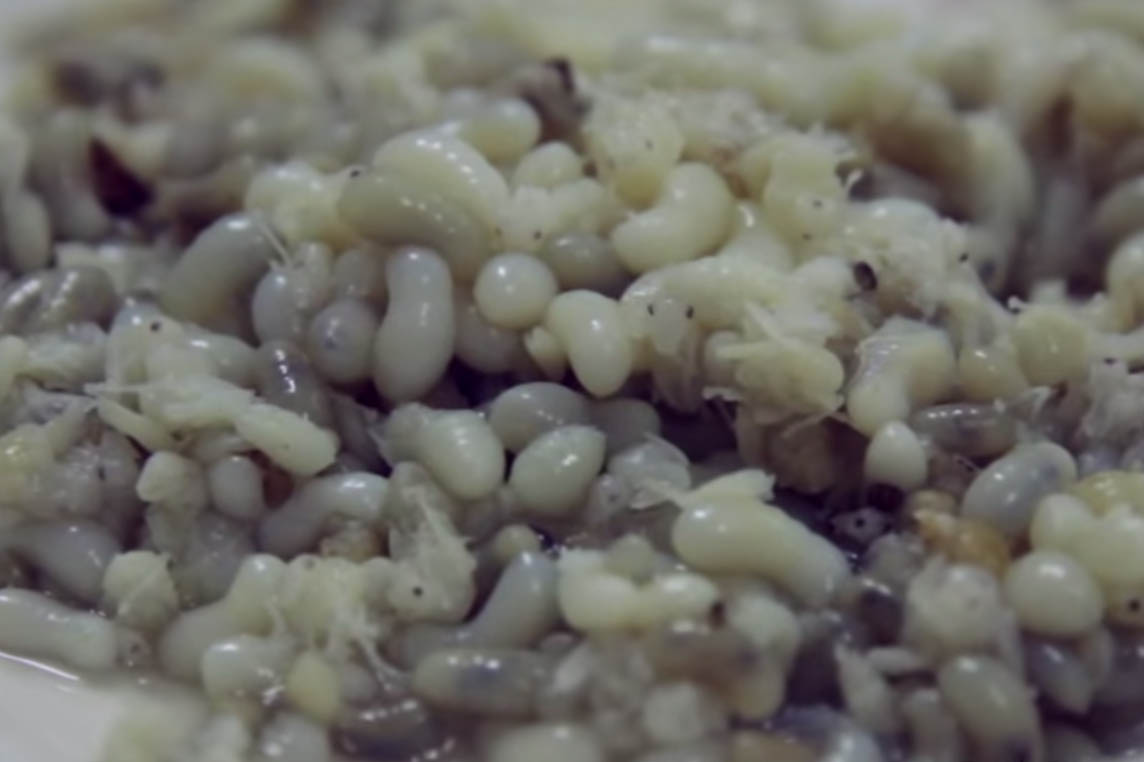 Get a taste of Isaan's freaky delicacies: Ant Eggs, Bee Larvae and ...