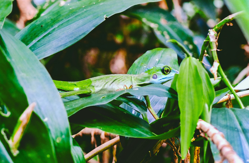 Famed naturalist David Attenborough to provide iconic voiceover to ...