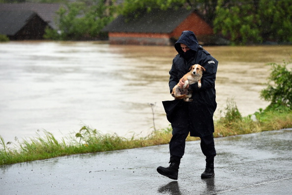 5 ways to keep your pets safe during a typhoon | Coconuts