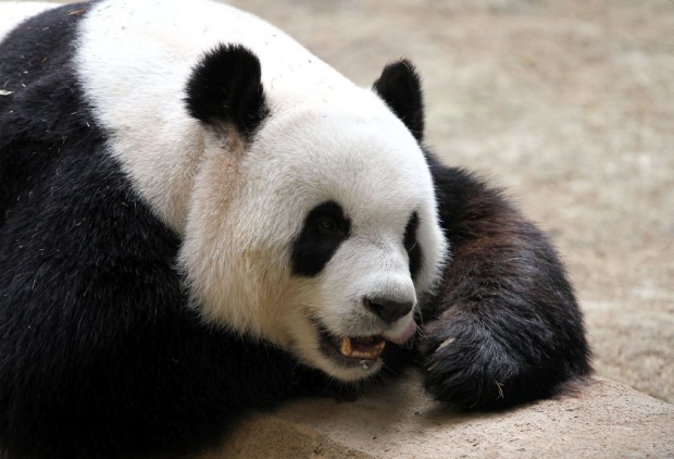 Giant panda Liang Liang gives birth in Zoo Negara | Coconuts
