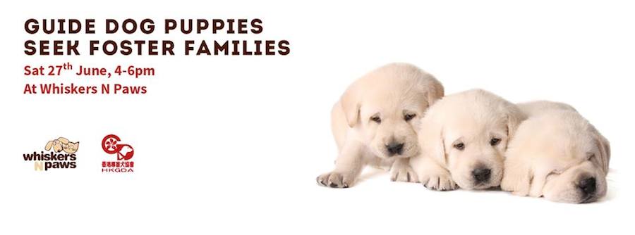 Blind Love: Foster a guide dog puppy in Hong Kong! | Coconuts