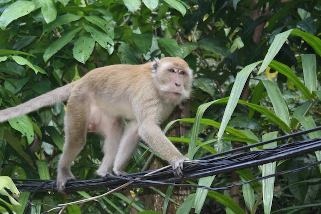 Temple overrun with animals | Coconuts