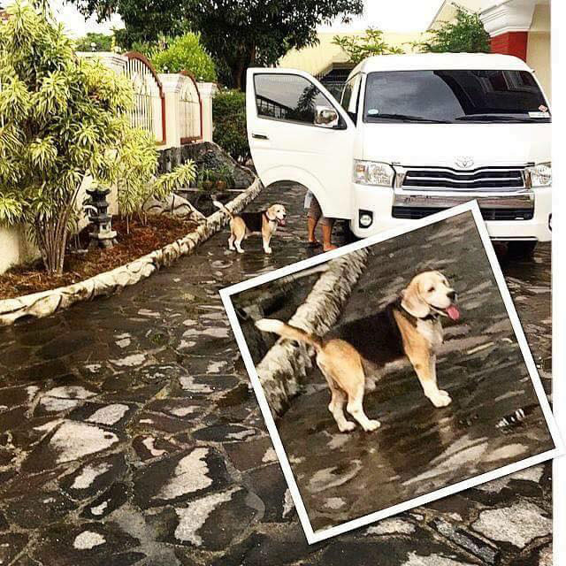 All's well that ends well: Jed Madela is reunited with his dog! | Coconuts