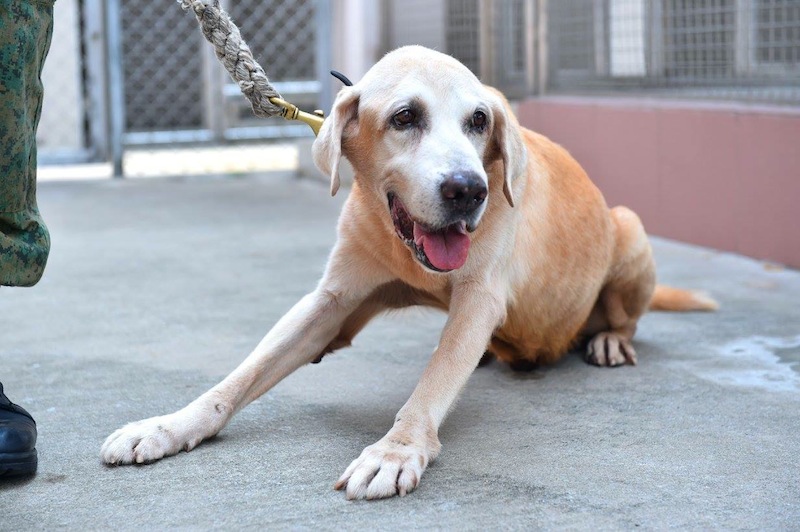 Retired SAF military dogs are looking for loving new owners to bring ...