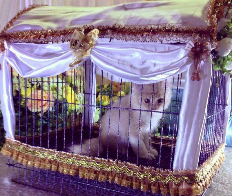 Netizens in rage over photos of kitten presented as 'hantaran' | Coconuts