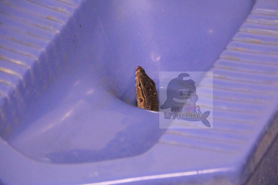 Baby monitor lizard plays toilet peek-a-boo with four-year-old boy ...