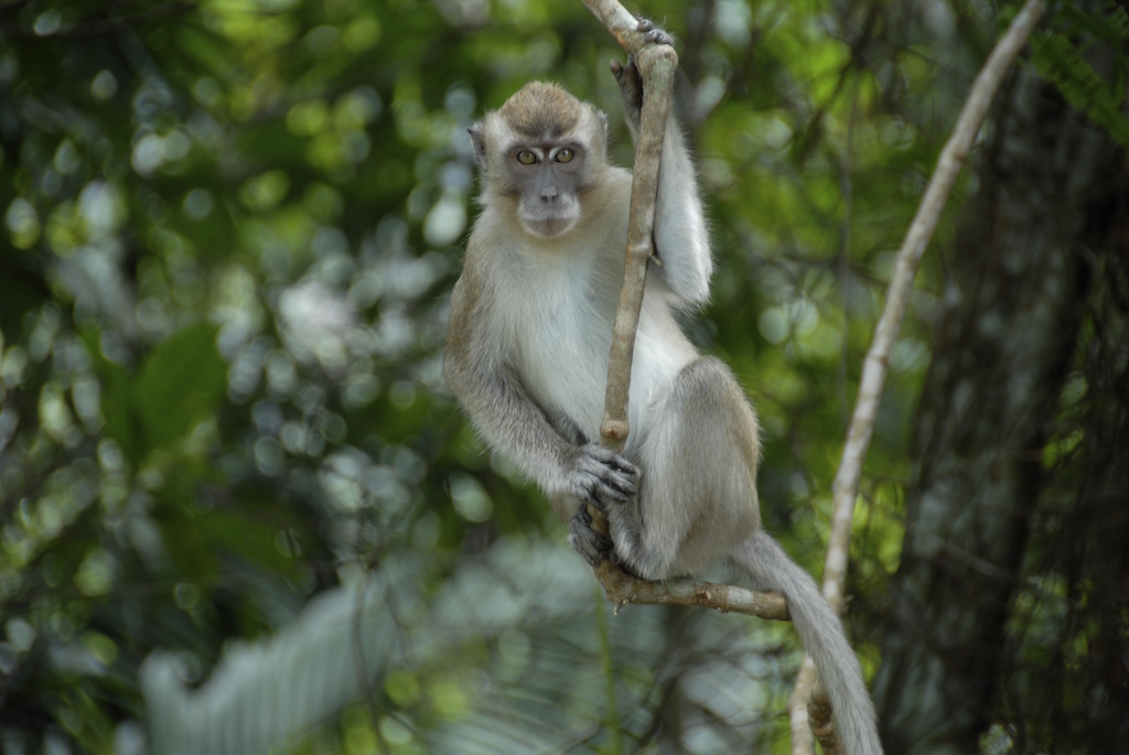 Monkeys overpower postman at army camp, escape with 'confidential ...