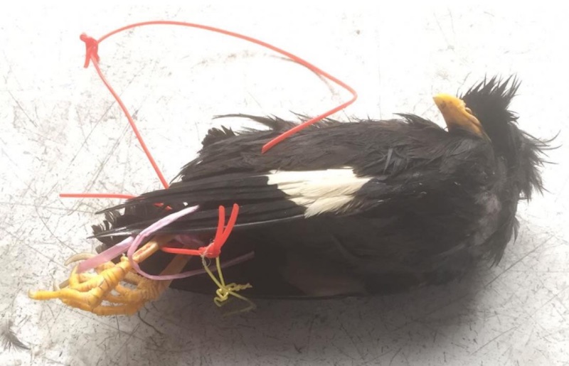 3 mynahs found tied up with string; SPCA investigating as suspected ...