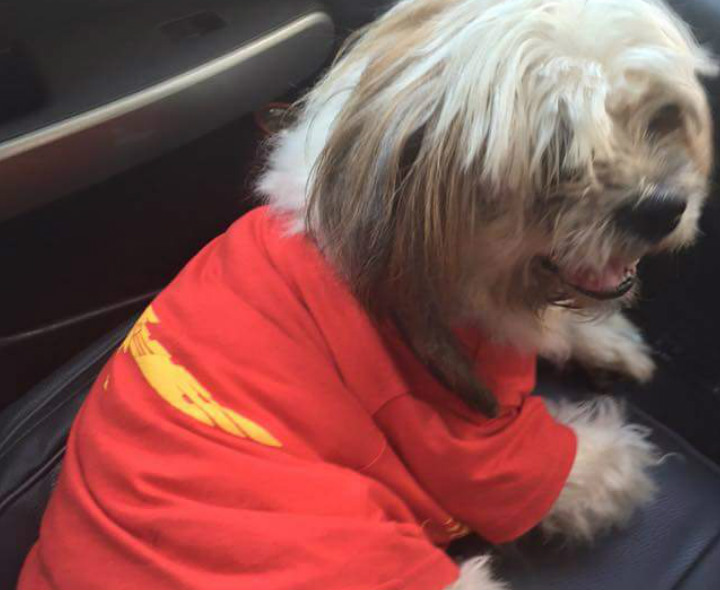 This dog is the happiest Aung San Suu Kyi supporter of them all | Coconuts