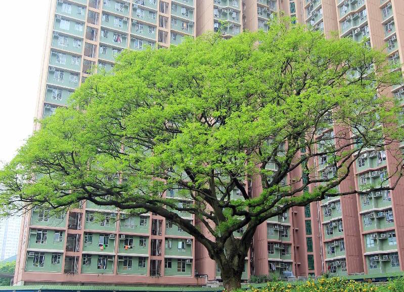 Who did yew root fir? Hong Kong’s favourite trees, according to a ...