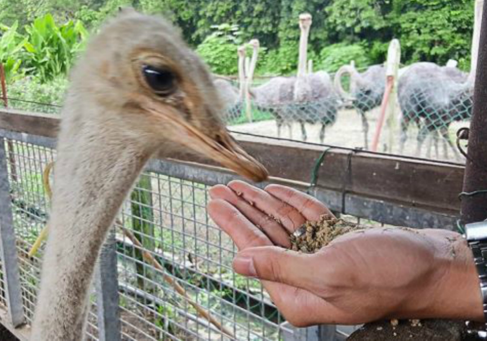 Runaway Chickaboo is doing very well, thank you very much | Coconuts