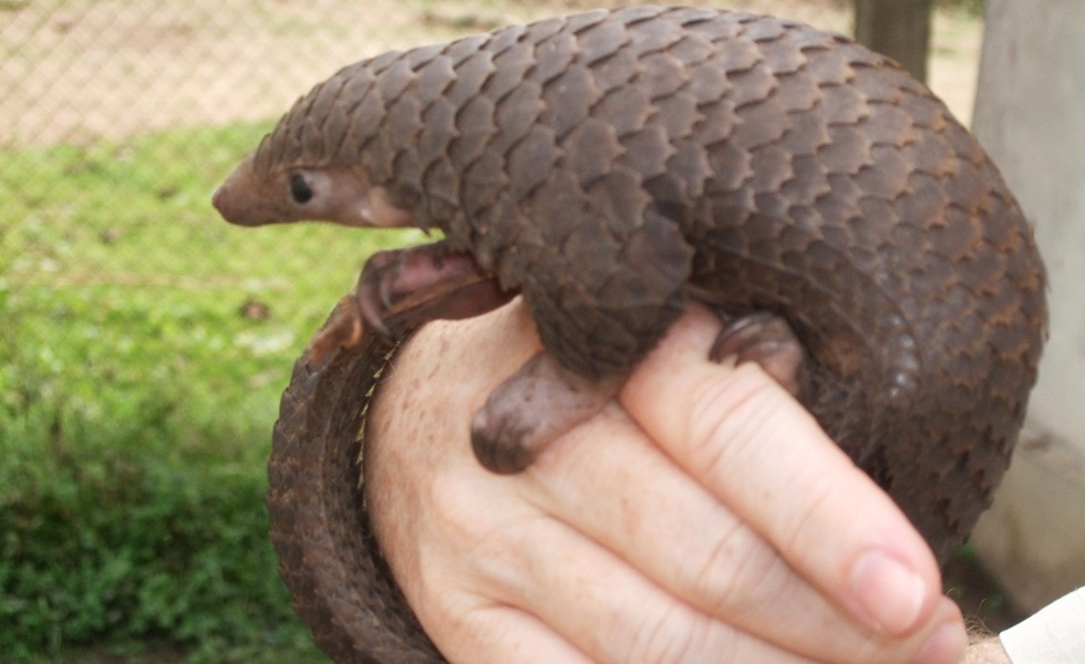 Police and conservation NGO bust up huge pangolin poaching operation in ...