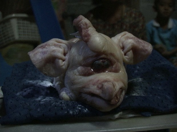 Surin villagers making offerings to deformed dead piglet | Coconuts