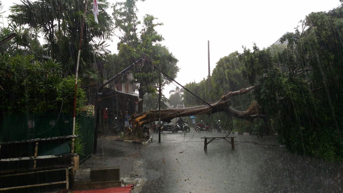 Jakarta gov’t to cut down trees at risk of collapsing during ...