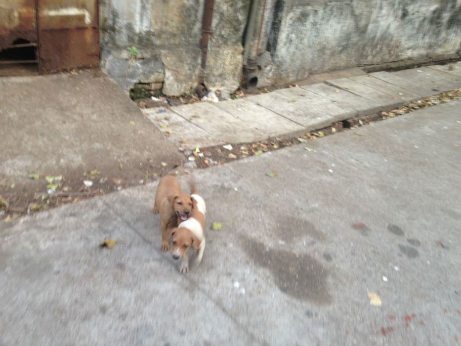 Calls for volunteers to help rescue injured street dogs | Coconuts