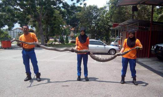 Security guard stumbles upon 12 ft long python that just swallowed a ...
