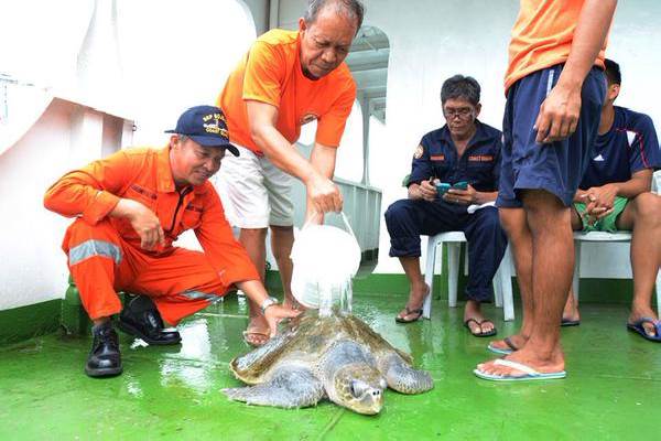 Sea turtle rescued from Manila Bay | Coconuts