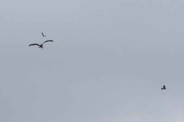 VIDEO: Two teensy, ballsy birds attack a large bird of prey in Hong ...