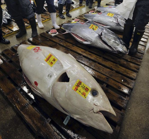 Wicked Tuna Bali edition: Rare white bluefin tuna airlifted from Bali ...