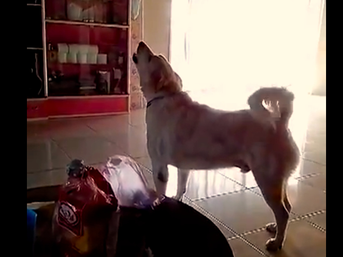 Meet Thailand’s most patriotic dog | Coconuts